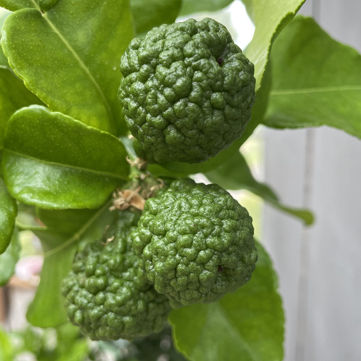 Kaffirlimetræ (Citrus hystrix), 70-100 cm - Citrustræer - Florentsia