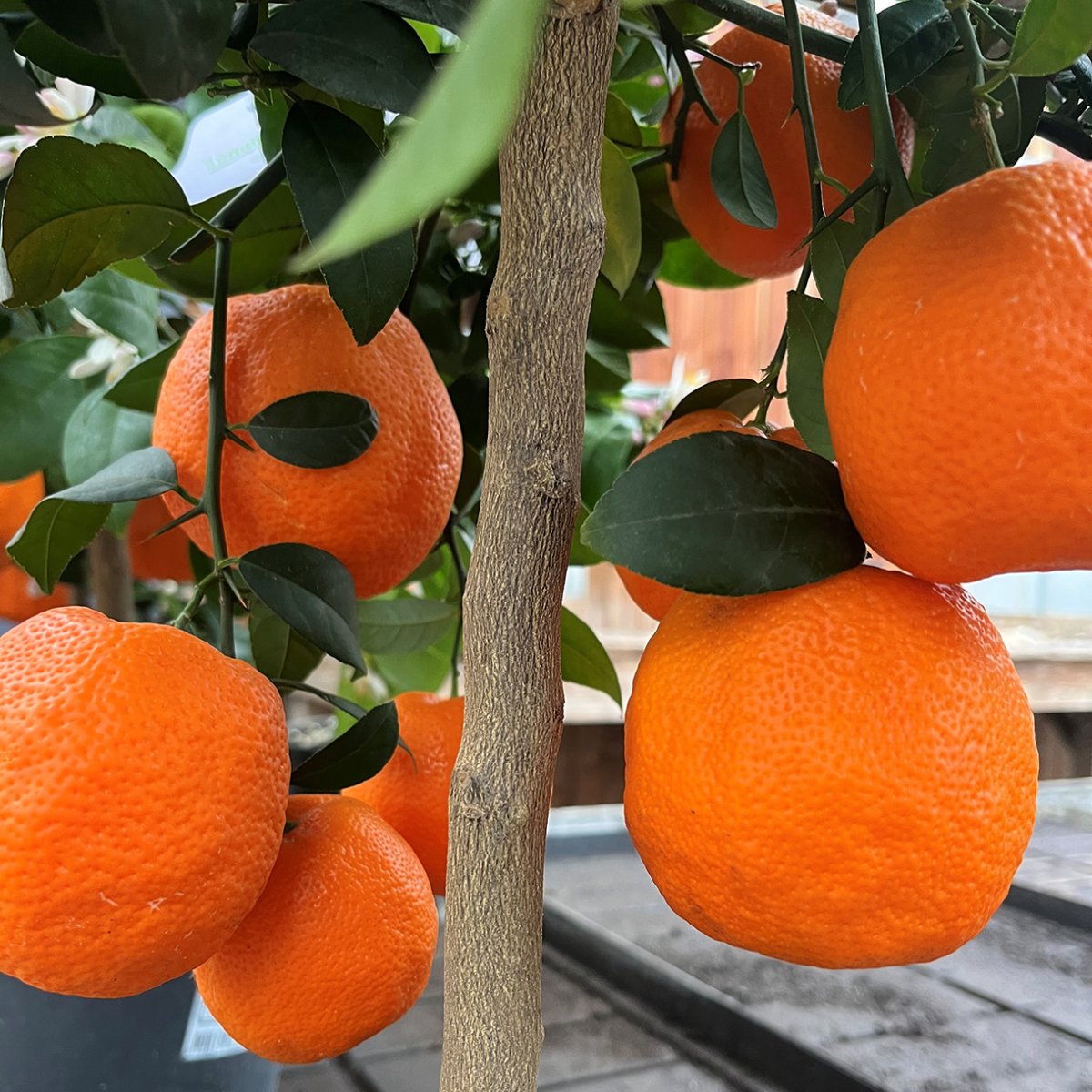 Limetta rossa (Citrus medica x sinensis), 70-100 cm - Citrustræer ...