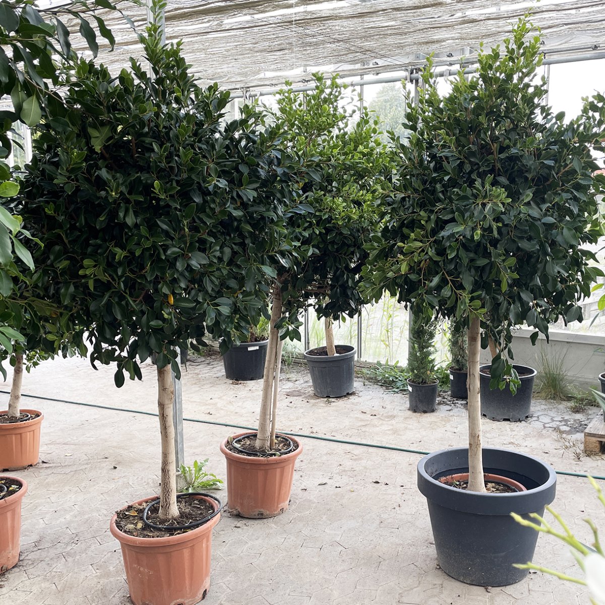 Nitida-ficus (Ficus nitida), 200+ cm, kraftig stamme og tæt krone ...