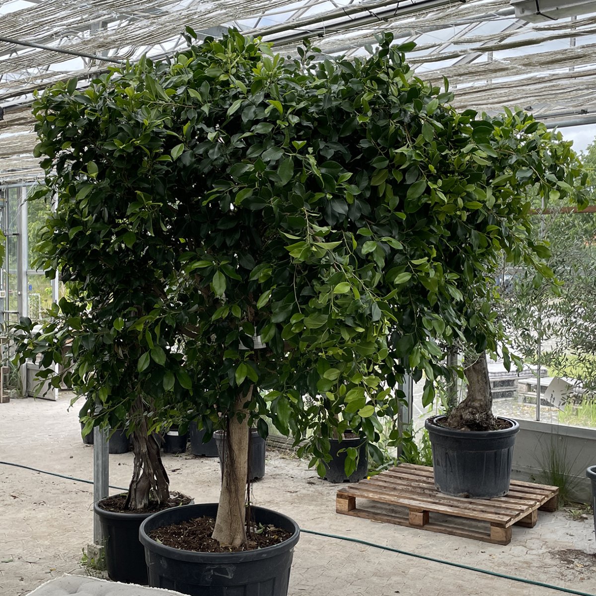 Nitida-ficus (Ficus nitida), 300+ cm, meget kraftig stamme og meget ...